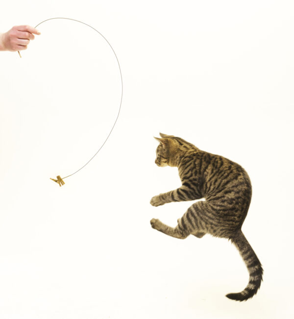 Graphics - Cat Dancer Products